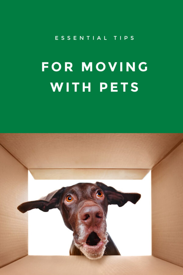 7 Essential Tips For Moving With Pets - Just a Mom's World