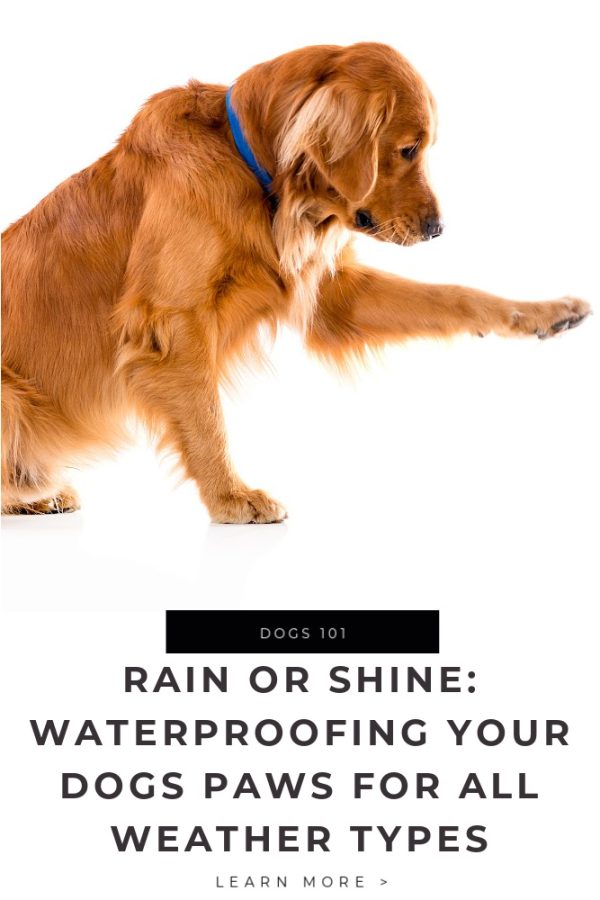 Rain or Shine: Waterproofing Your Dog's Paws for All Weather - Just a ...